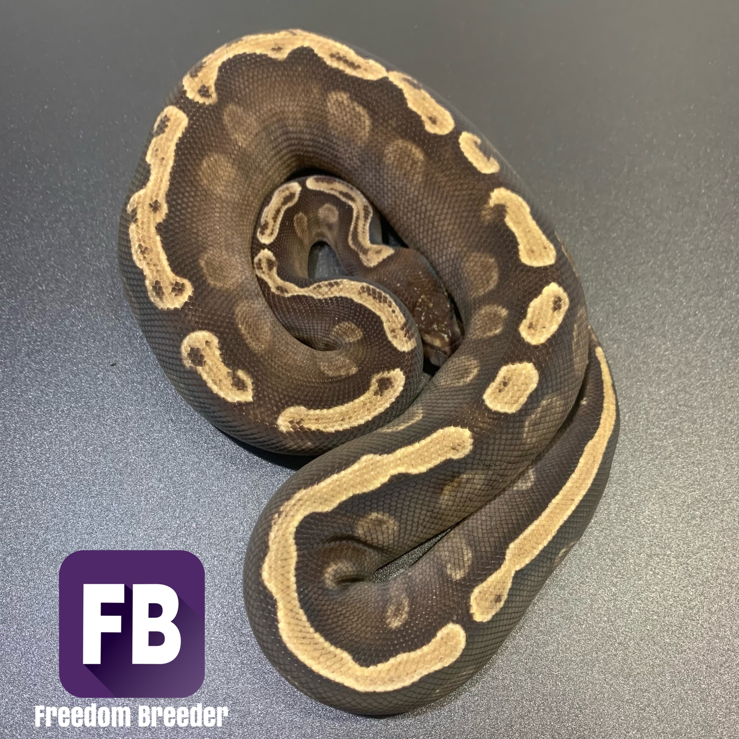 GHI Mojave Het. Albino Ball Python by Freedom Breeder - MorphMarket