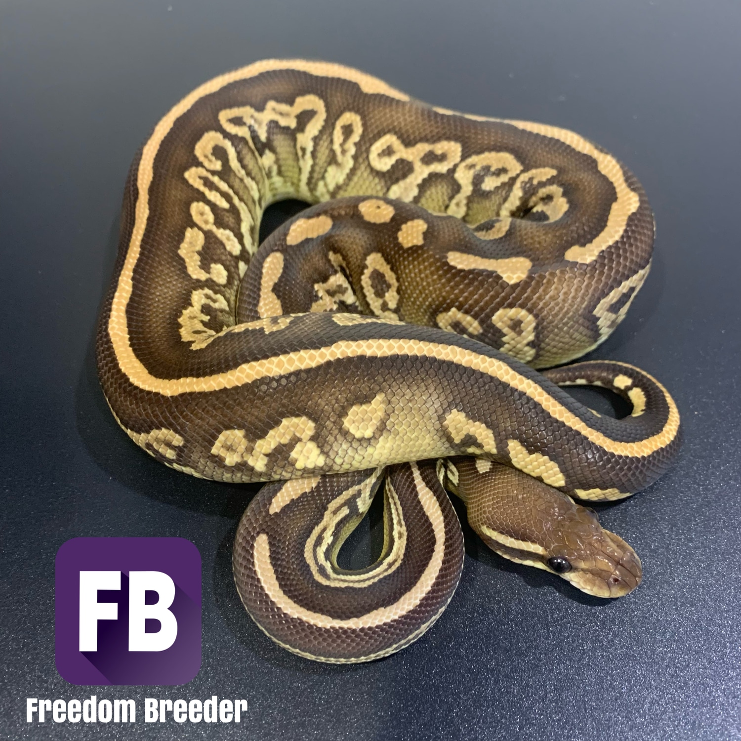 Black Pastel Mojave Poss. Cypress Ball Python by Freedom Breeder ...