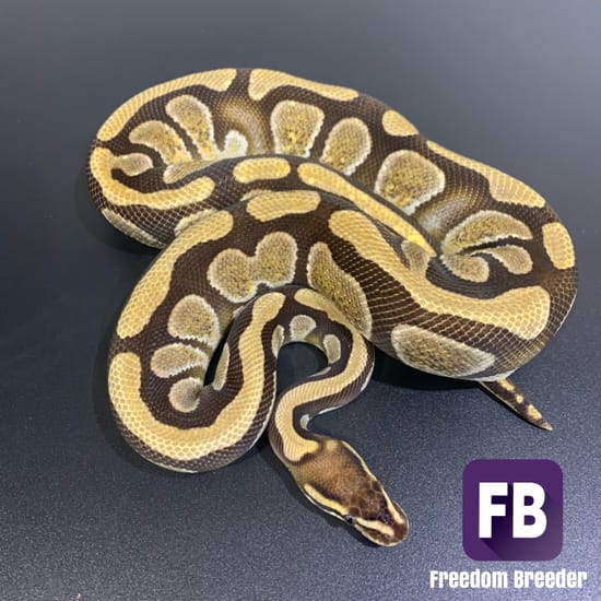 Fire Yellowbelly Calico Ball Python by Freedom Breeder
