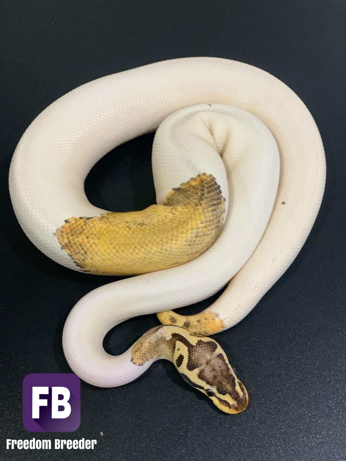 Super Pastel Leopard Pied Ball Python by Freedom Breeder - MorphMarket