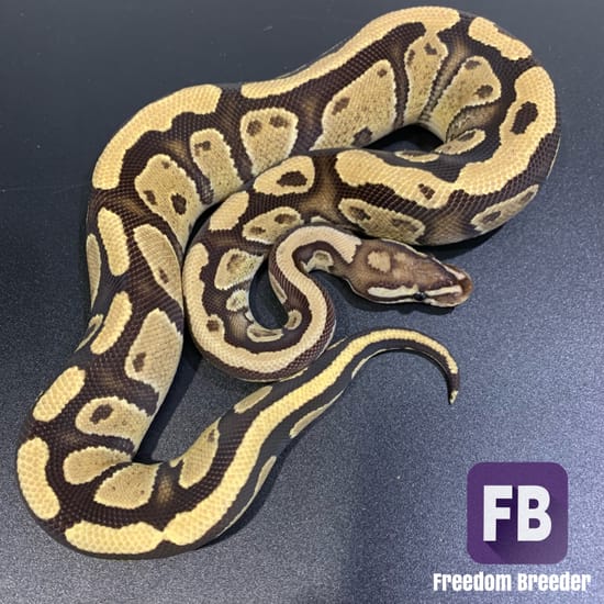 Fire Cypress Het Clown Pos. Yellowbelly Ball Python by Freedom Breeder