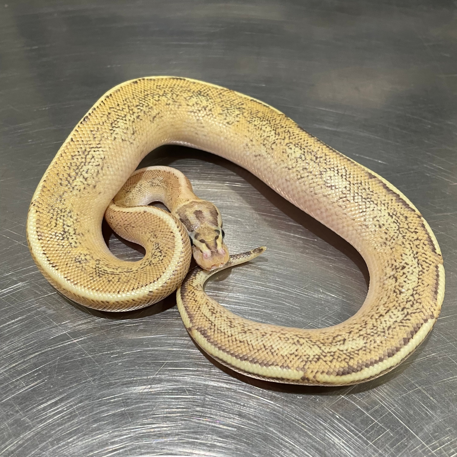 Super Spark HRA Ball Python by Freedom Breeder - MorphMarket
