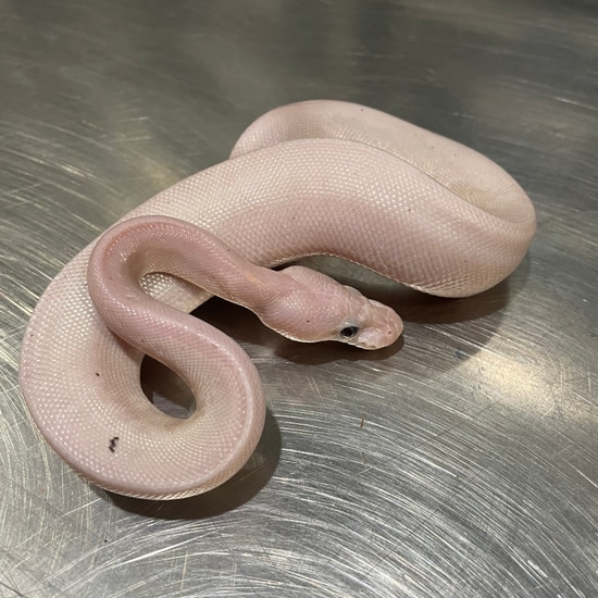 Banana Super Cinnamon (Small Tail Kink) Ball Python by Freedom Breeder
