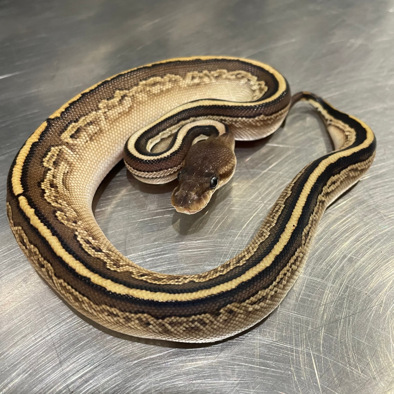 Cinnamon Mocha Bongo Ball Python by Freedom Breeder - MorphMarket