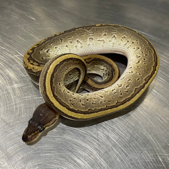 Bongo Pinstripe Ball Python by Freedom Breeder