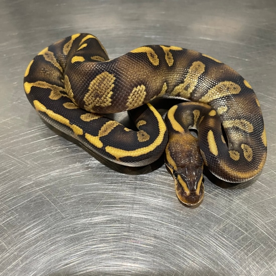 Super Raven Ball Python by Freedom Breeder