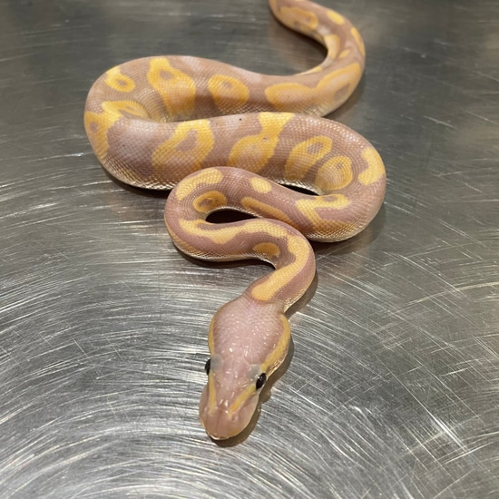 Banana Raven Ball Python by Freedom Breeder