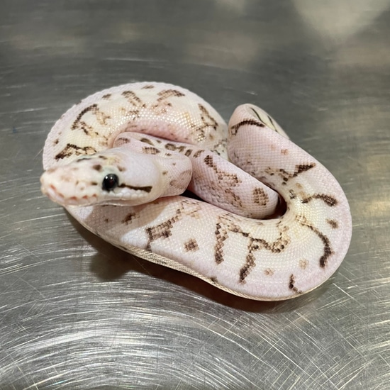 Pastel Spider SuperStripe OrangeDream Ball Python by Freedom Breeder