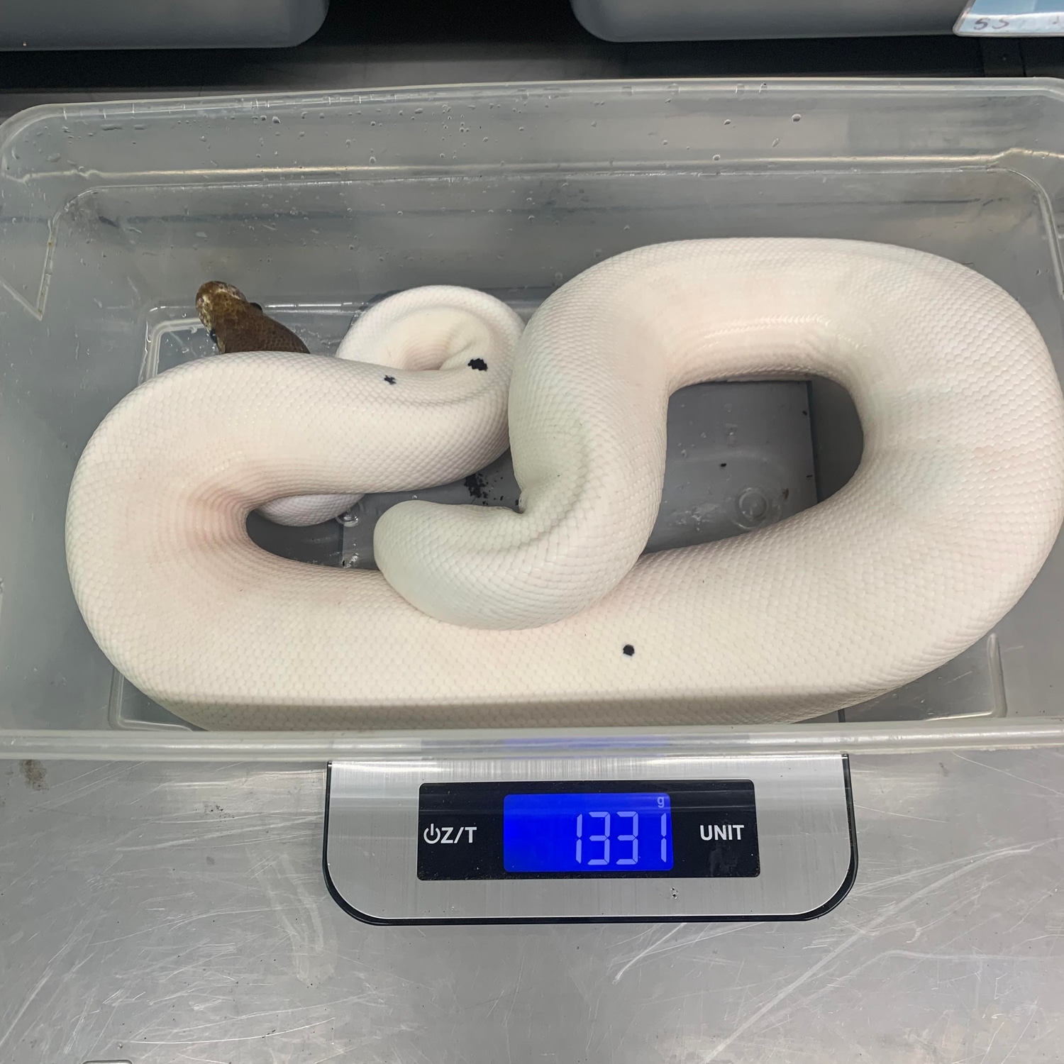 Pewter Pied Ball Python by Freedom Breeder - MorphMarket