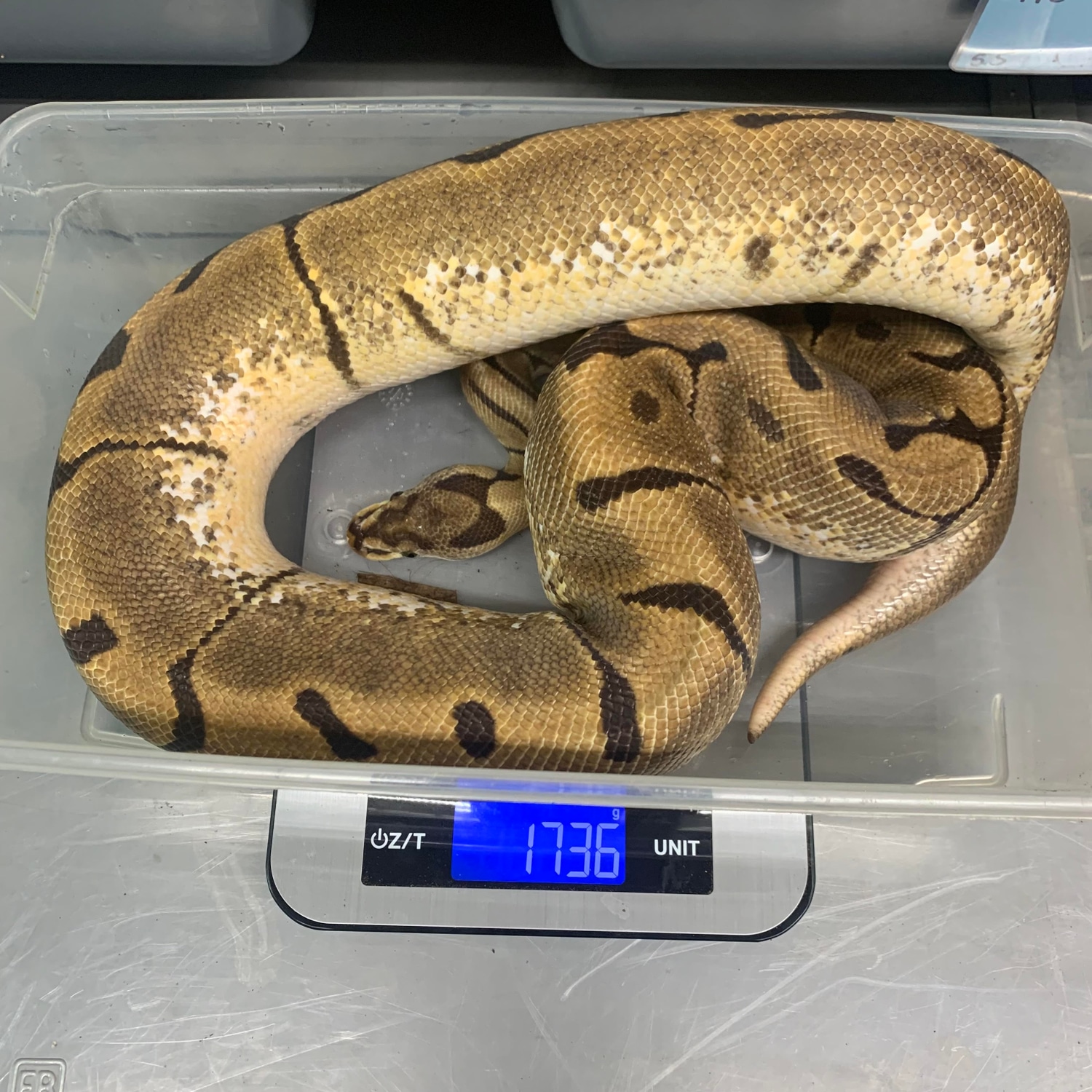 Spider Het Pied Ball Python by Freedom Breeder - MorphMarket