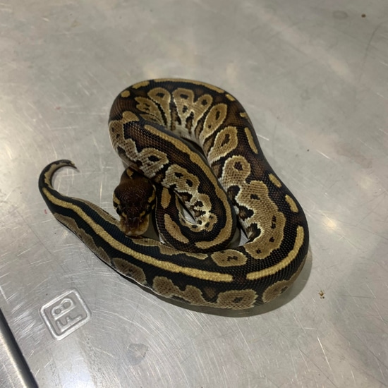 Bongo Pos. Enchi Ball Python by Freedom Breeder