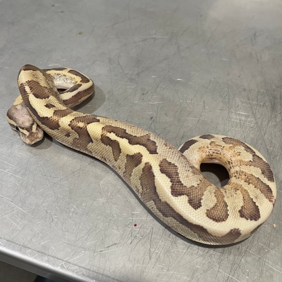 Vanilla Cream Ball Python by Freedom Breeder