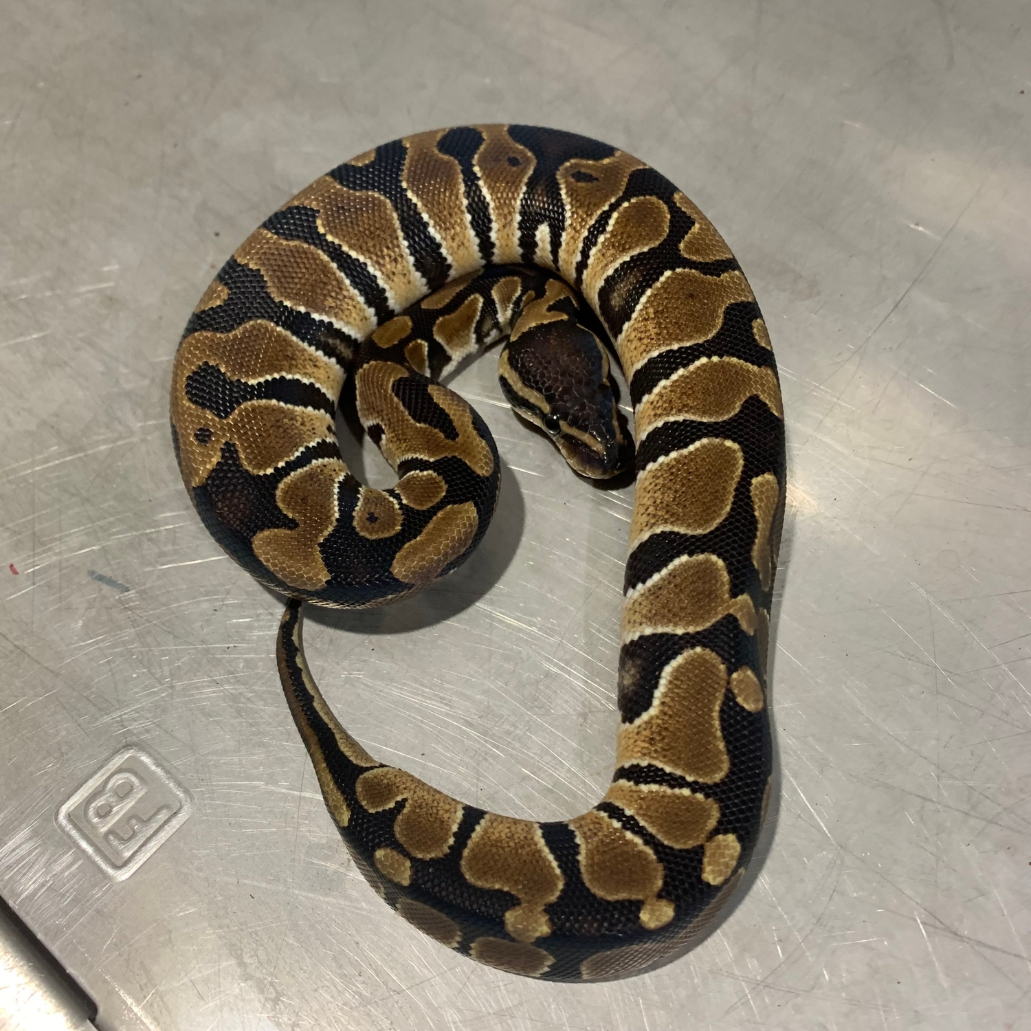 Normal Pos. Special Ball Python by Freedom Breeder - MorphMarket