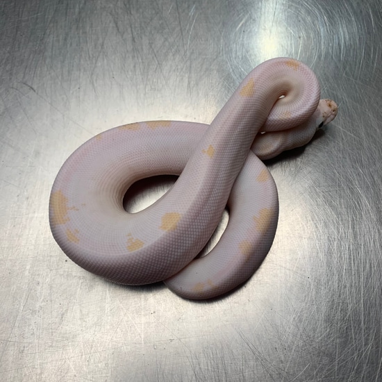Super Fire Ball Python by Freedom Breeder