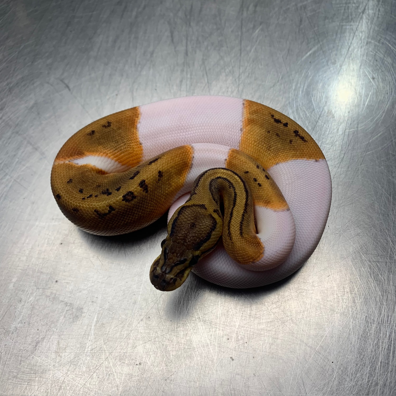 Pinstripe Pied Ball Python by Freedom Breeder - MorphMarket