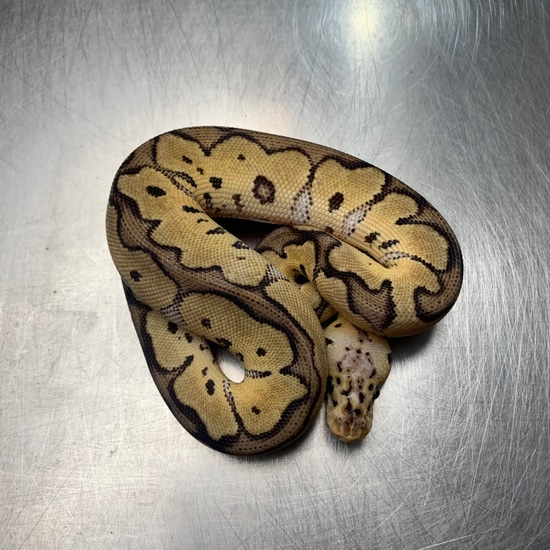 Pastel Clown Ball Python by Freedom Breeder