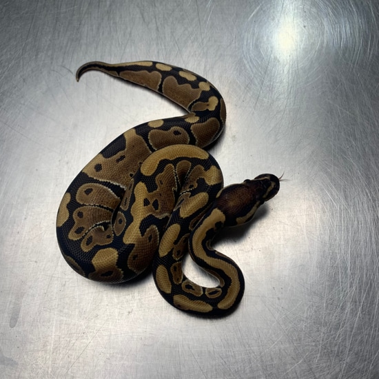Het Clown Ball Python by Freedom Breeder