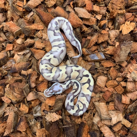 Super Pastel Fire Orange Dream Arroyo Ball Python by Freedom Breeder