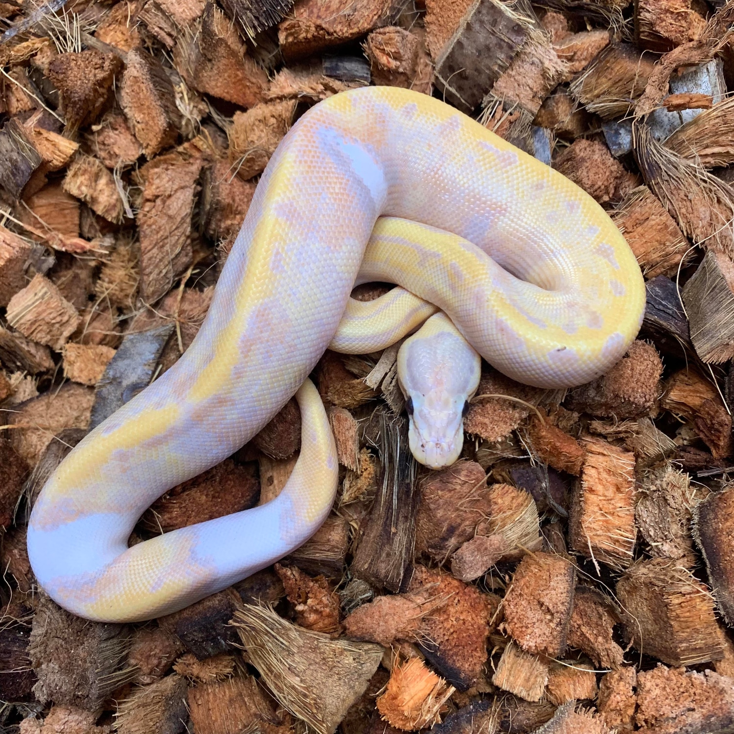 Coral Glow Pinstripe Pied Ball Python by Freedom Breeder - MorphMarket