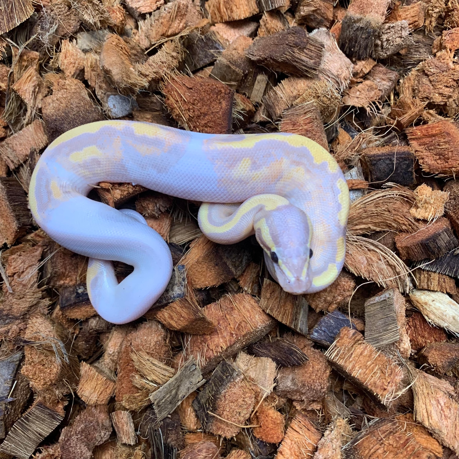 Coral Glow Pied Pos. YB Ball Python by Freedom Breeder - MorphMarket