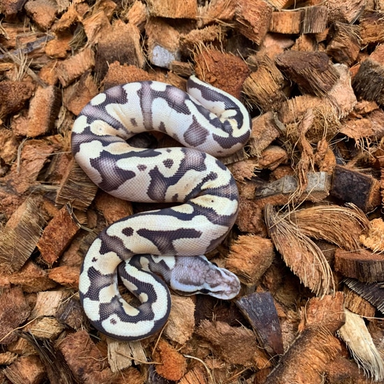 FireFly Arroyo Ball Python by Freedom Breeder