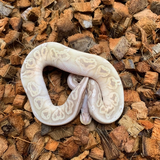 Pastel Black Pastel Coral Glow Ball Python by Freedom Breeder