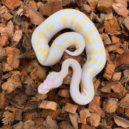 Raven Albino Pos. Quake Ball Python by Freedom Breeder
