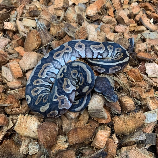 Cinnamon Ball Python by Freedom Breeder
