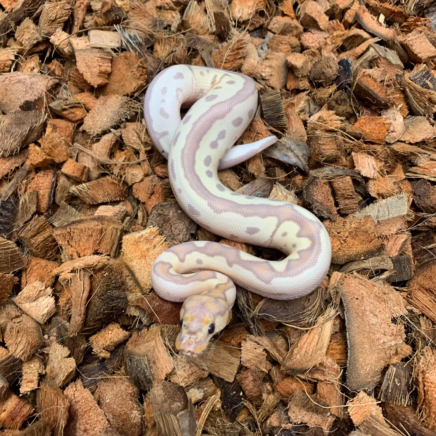 Coral Glow Clown Motley Ball Python by Freedom Breeder - MorphMarket