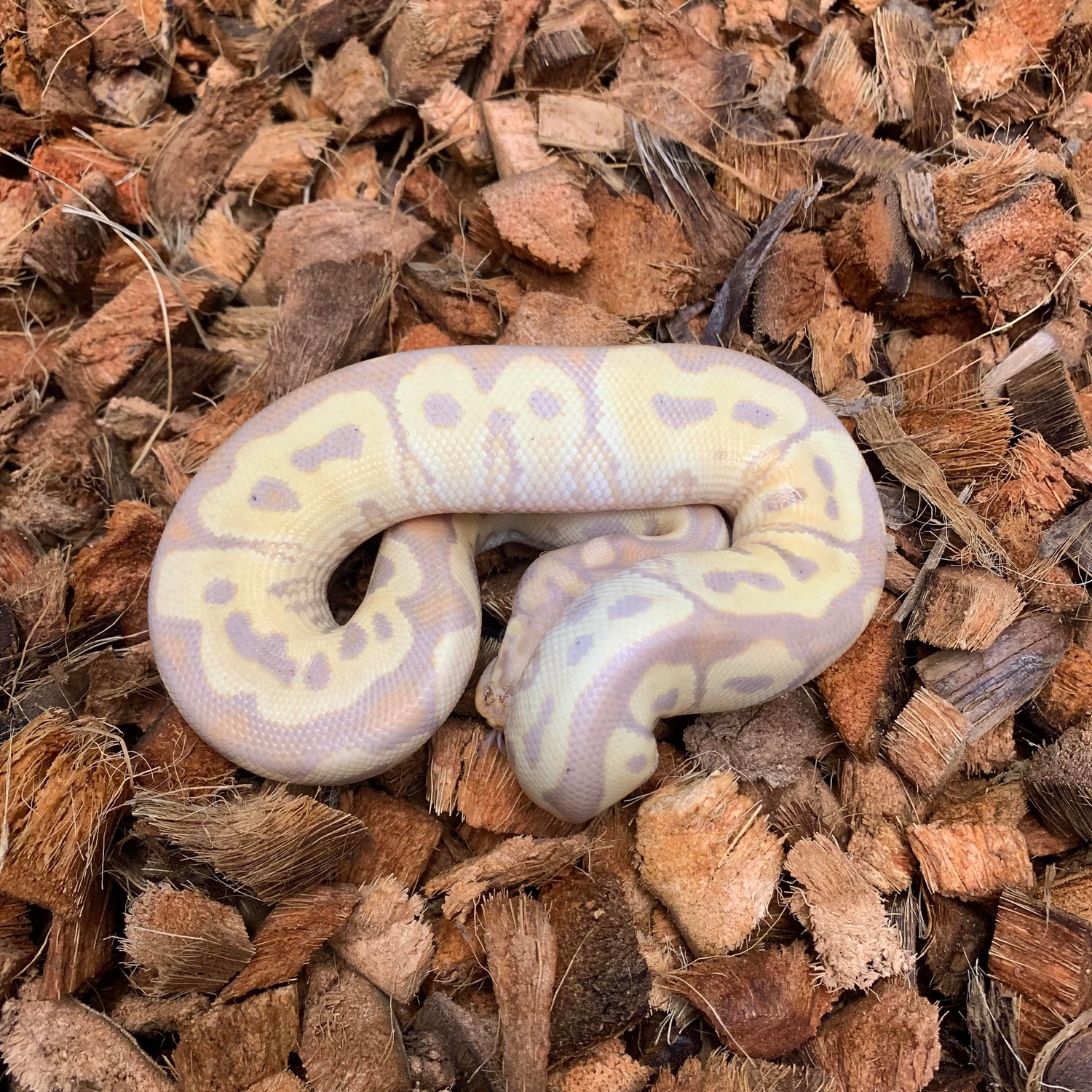 Coral Glow Clown Ball Python by Freedom Breeder - MorphMarket