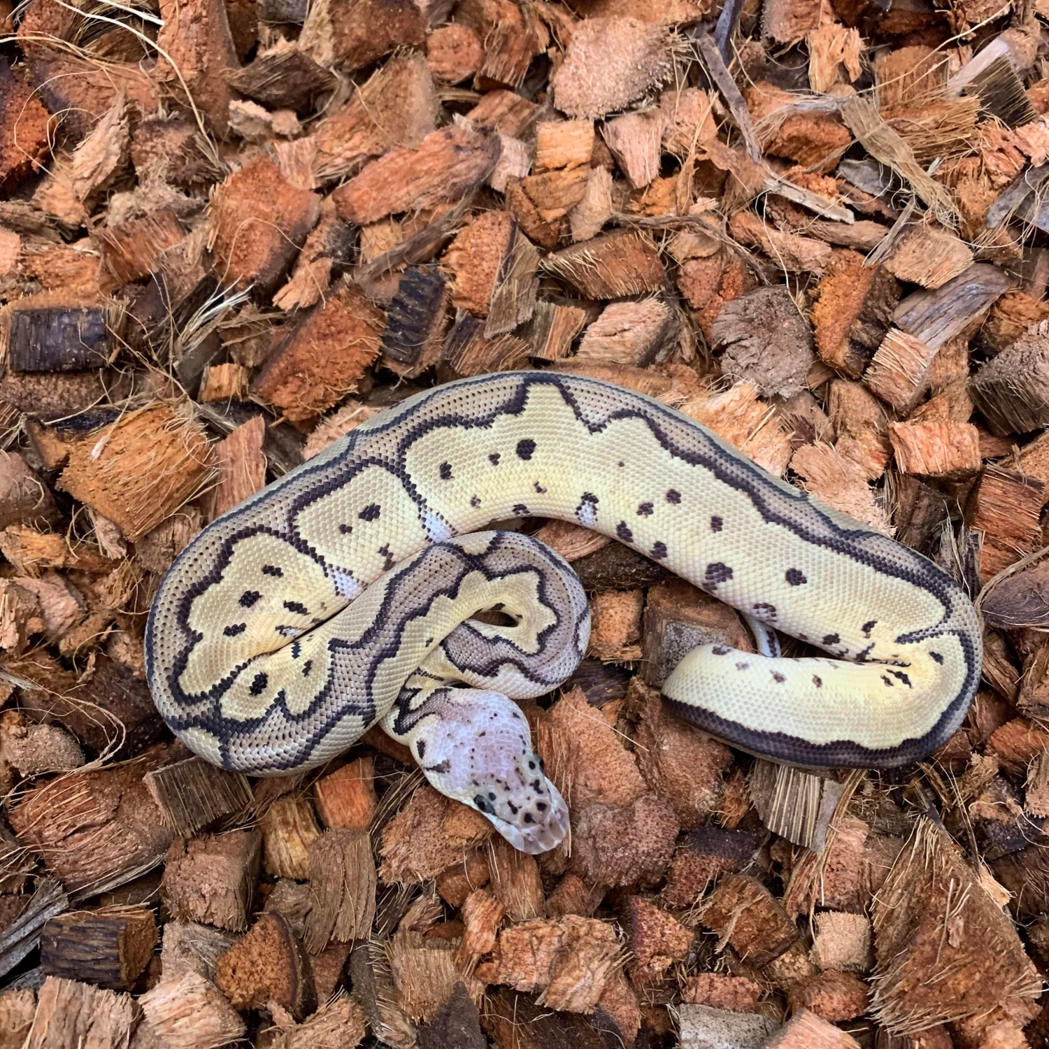 Pastel Motley Clown Ball Python by Freedom Breeder - MorphMarket