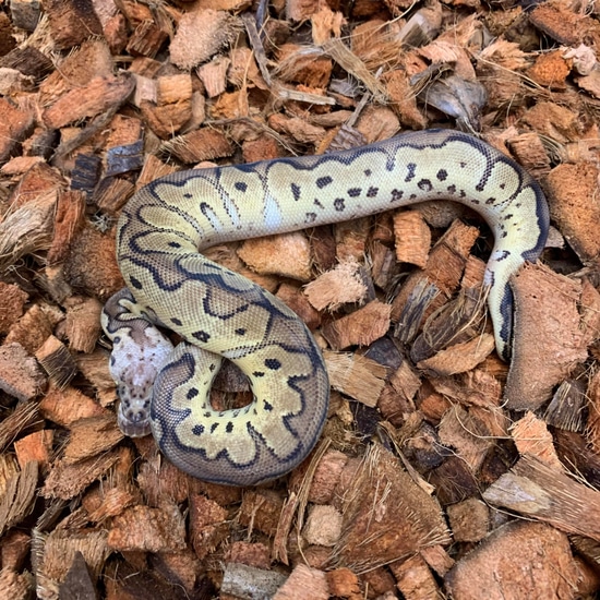 Pastel Clown Ball Python by Freedom Breeder