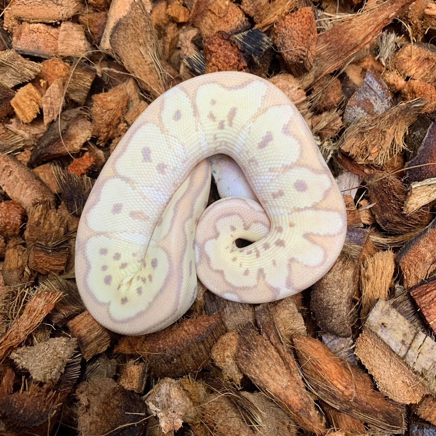 Pastel Coral Glow Clown Motley Ball Python by Freedom Breeder - MorphMarket