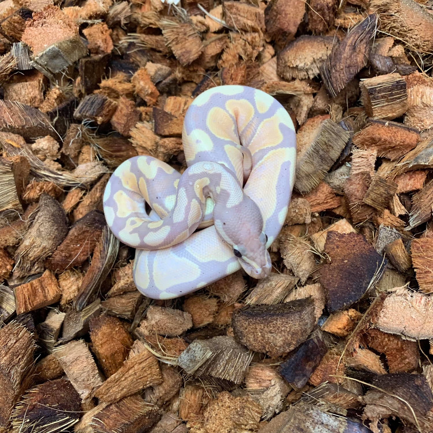 Coral Glow Ball Python by Freedom Breeder - MorphMarket