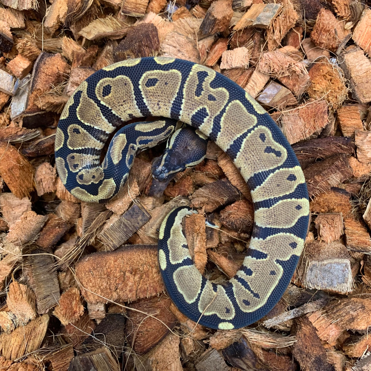 Yellowbelly / Gravel Ball Python by Freedom Breeder - MorphMarket