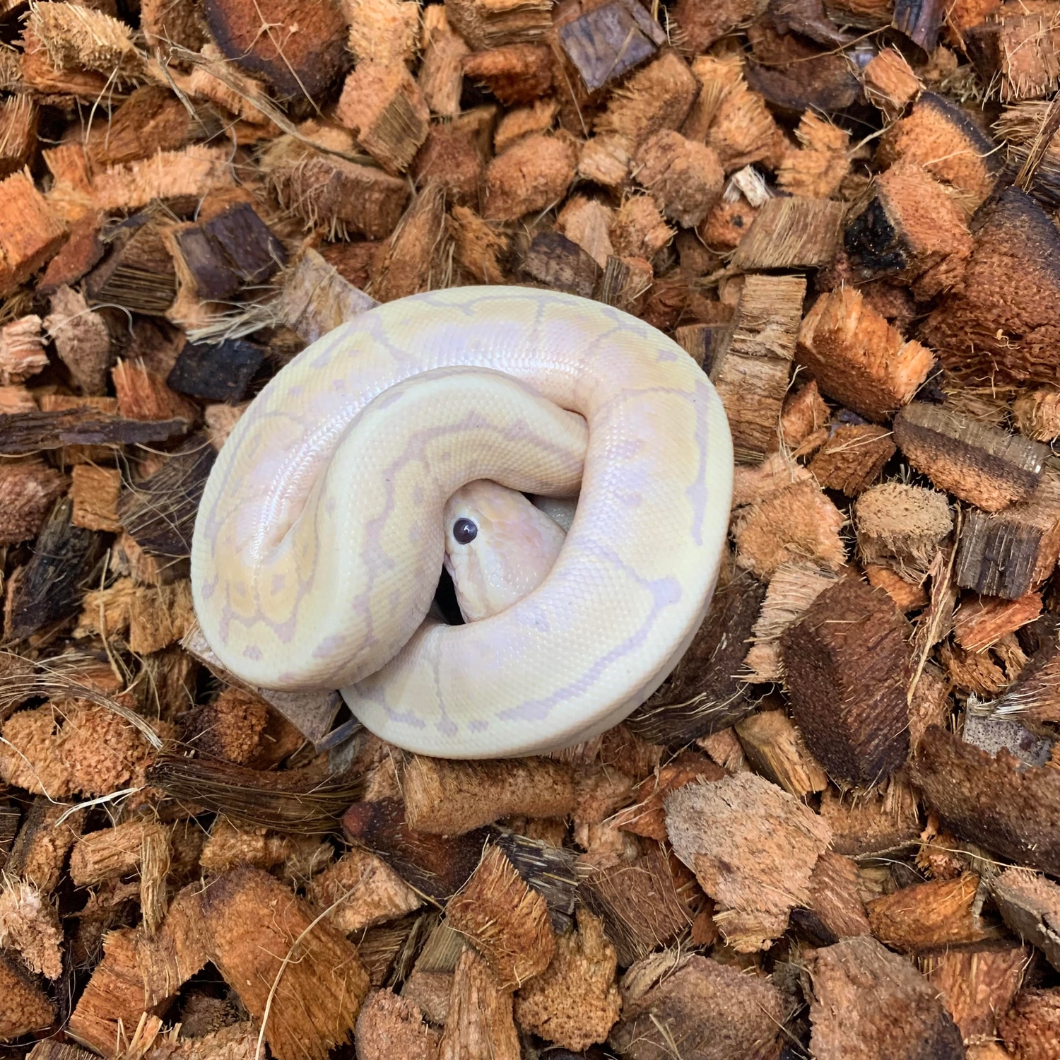 Coral Glow Pinstripe Yellowbelly / Gravel Ball Python by Freedom ...