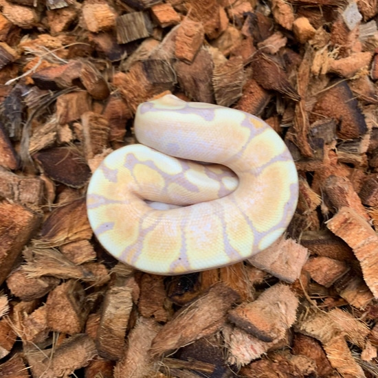 Coral Glow Spider Yellowbelly / Gravel Ball Python by Freedom Breeder
