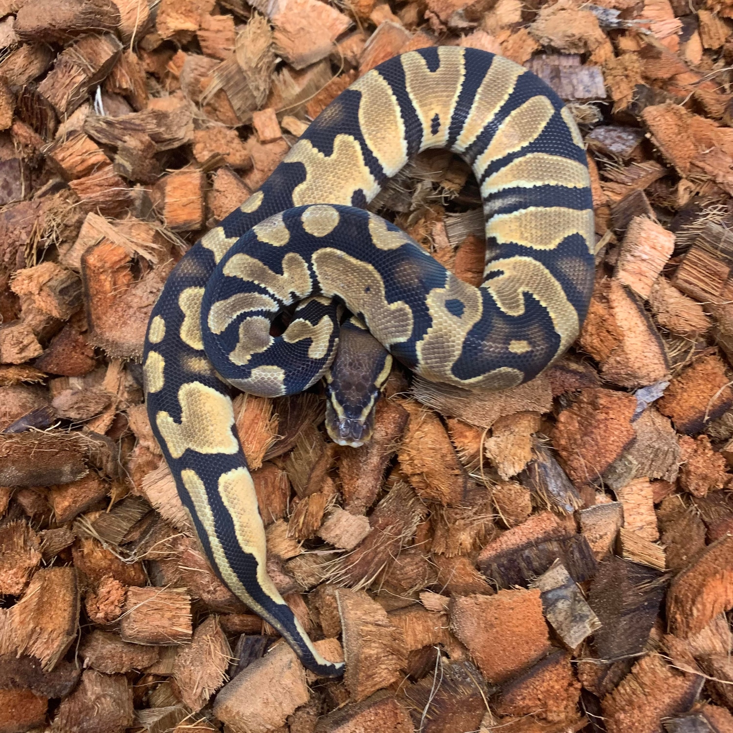 Orange Dream Chocolate Ball Python by Freedom Breeder - MorphMarket
