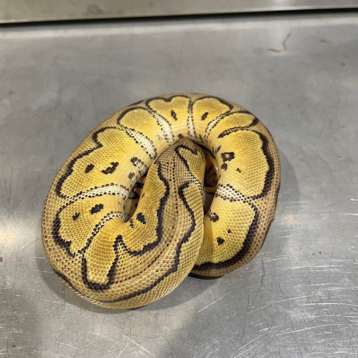 Pastel Clown 66% Het. Hypo Ball Python by Freedom Breeder - MorphMarket