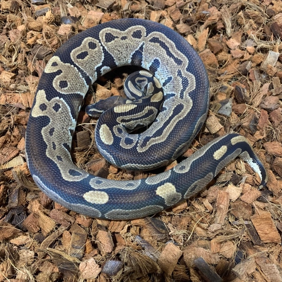 Import #D Ball Python by Freedom Breeder