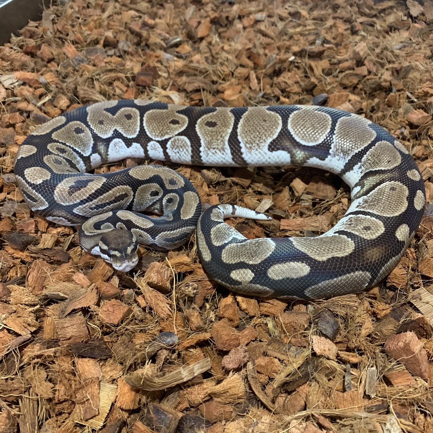 Black Axanthic Ball Python by Freedom Breeder - MorphMarket