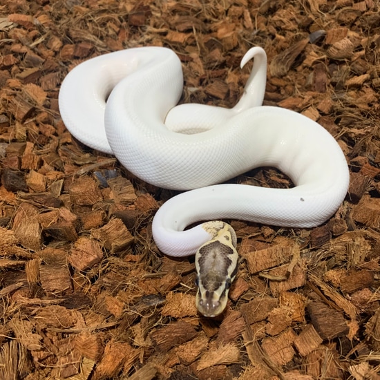 Super Pastel Pied Pos. Fire Ball Python by Freedom Breeder