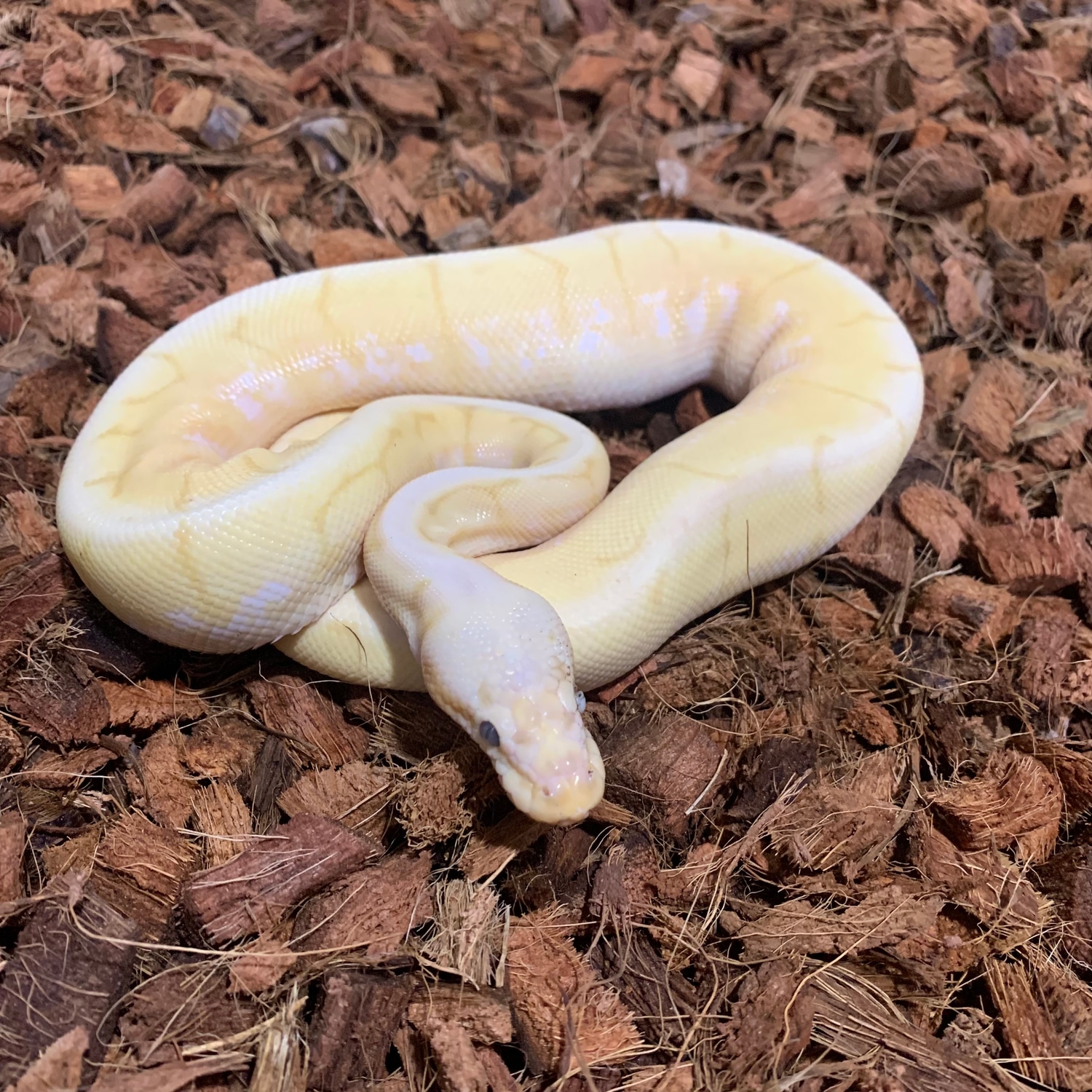 SpinnerBlast Coral Glow Ball Python by Freedom Breeder - MorphMarket