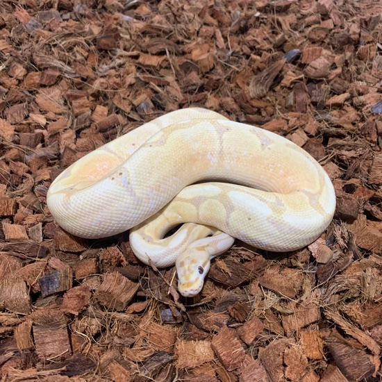 Coral Glow Spider Specter/Gravel Ball Python by Freedom Breeder