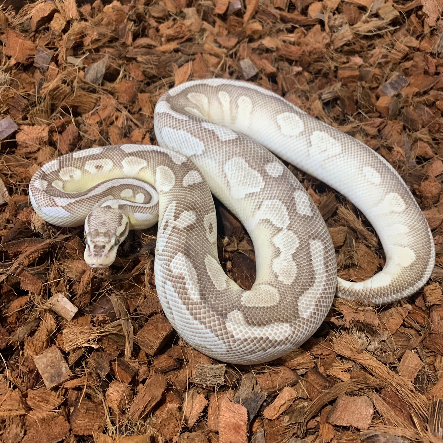 Super Pastel Lesser DH Desert Ghost G-Stripe Ball Python by Freedom ...