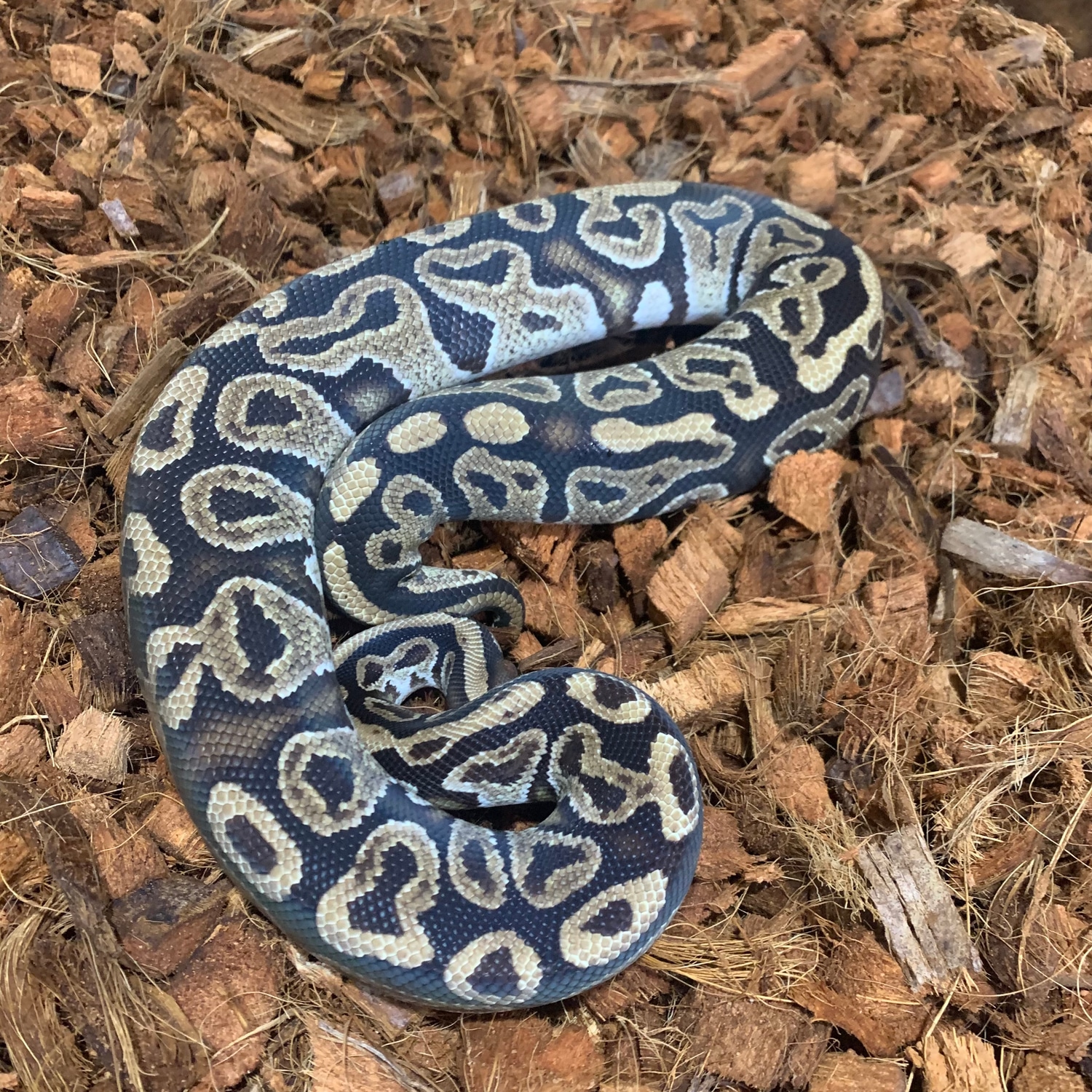 Import #22 Ball Python by Freedom Breeder - MorphMarket