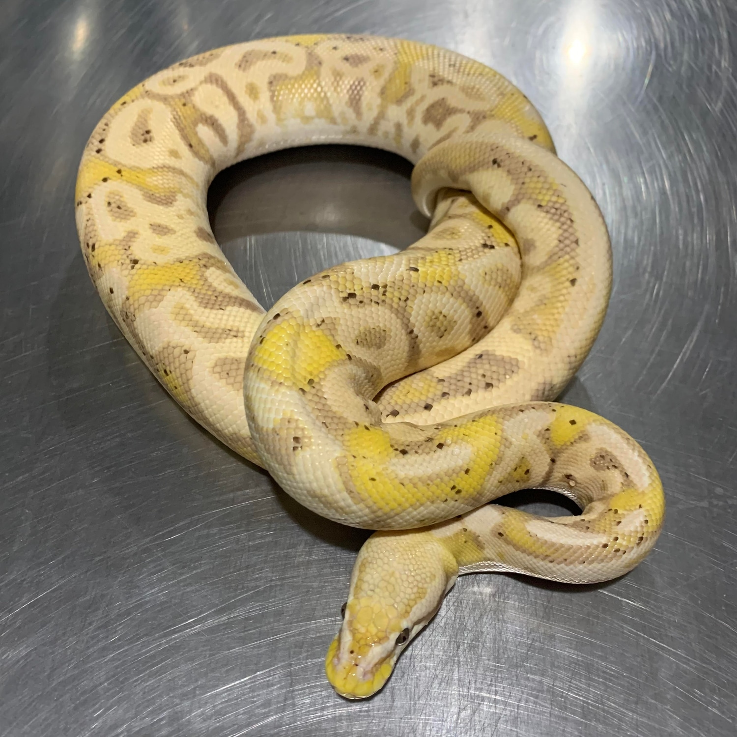 Pastel Leopard Coral Glow Pos. Special Ball Python by Freedom Breeder ...