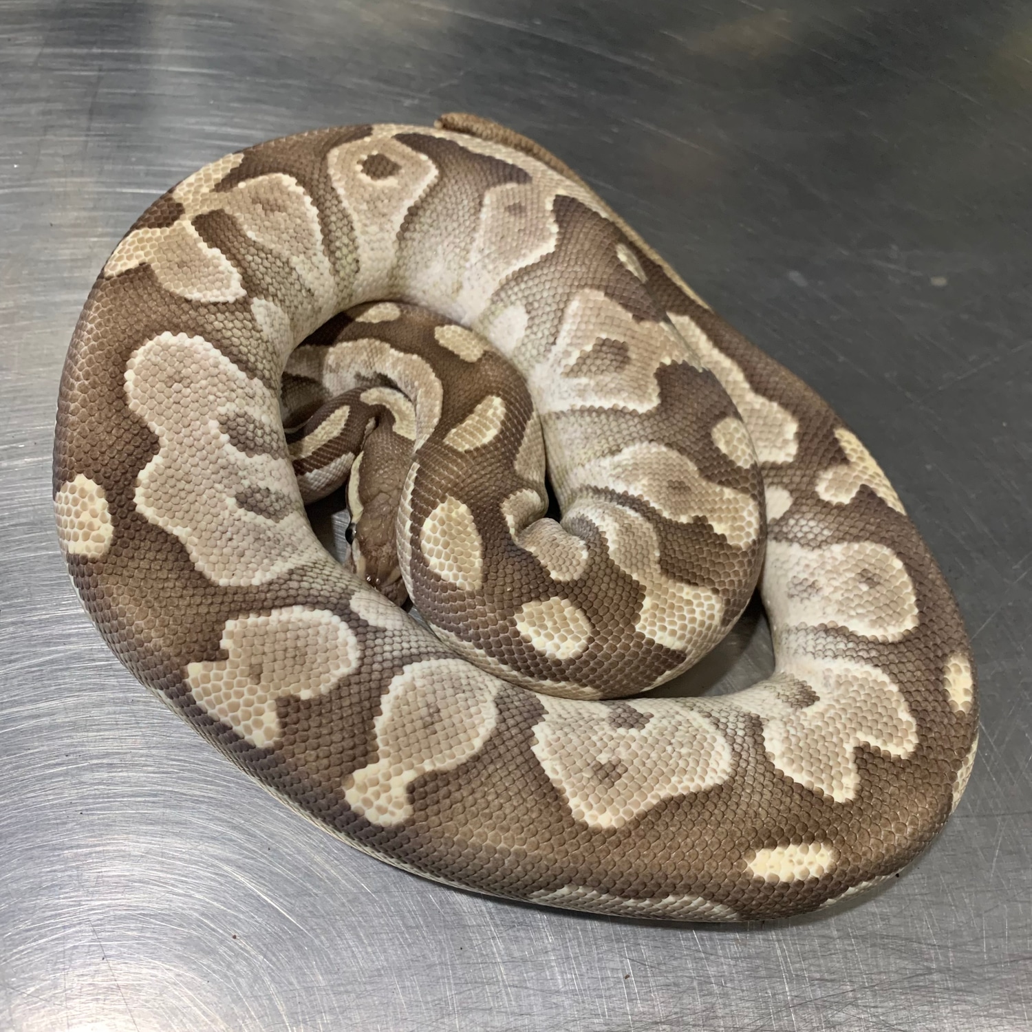 Mojave Fire Scaleless Head Pos. Calico Ball Python by Freedom Breeder ...