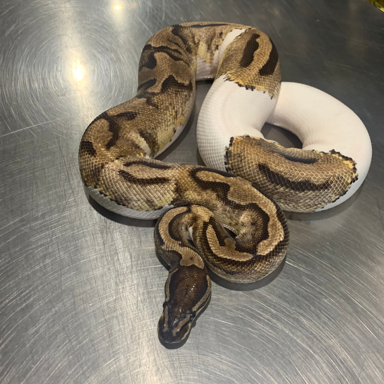 Dinker Pied Ball Python by Freedom Breeder - MorphMarket