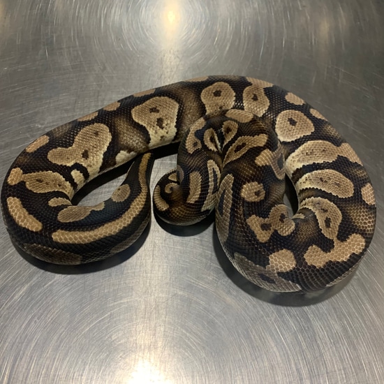 Pastel Raven Ball Python by Freedom Breeder